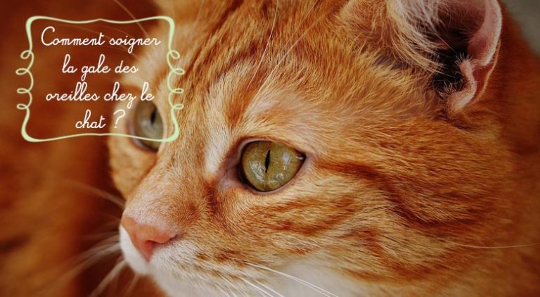 Soigner la gale des oreilles chez le chat | Animaniacs