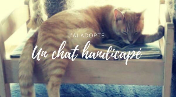 Témoignage : j'ai adopté un chat handicapé | Animaniacs