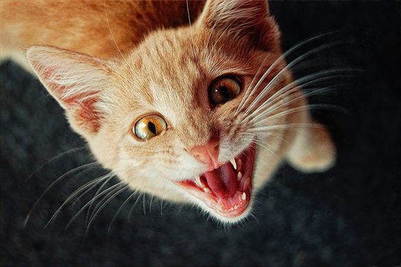 Miaulement du chat : comment le comprendre ? | Animaniacs
